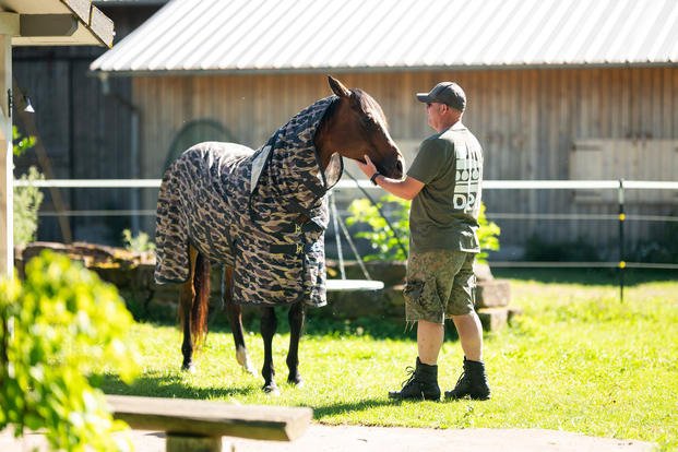 Traumatized Soldiers Find Solace Grooming Horses in the Black Forest ...